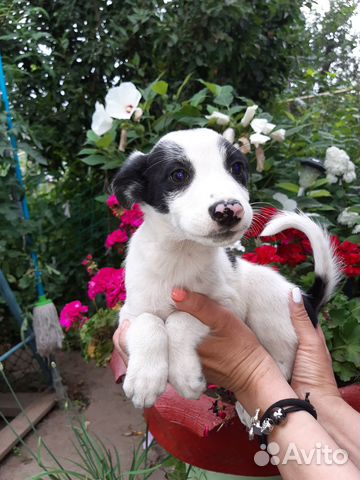 Щенок девочка