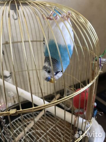 Волнистый попугай с клеткой