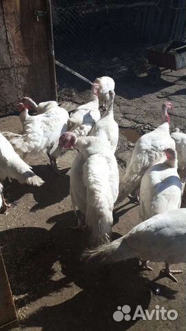 Индюки бройлеры