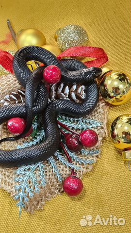 Чёрная королевская змея Нигрита