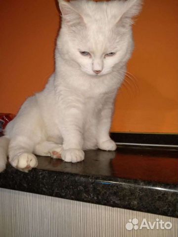 Кошка турецкая ангора