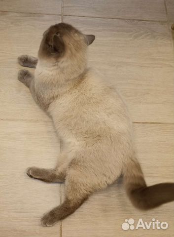 Вязка шотландский блю поинт