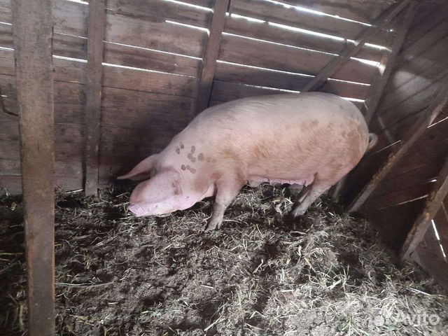 Домашняя свинья