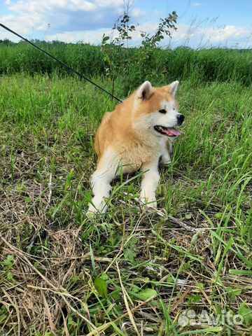Акита ину