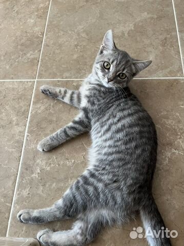 Котёнок британки