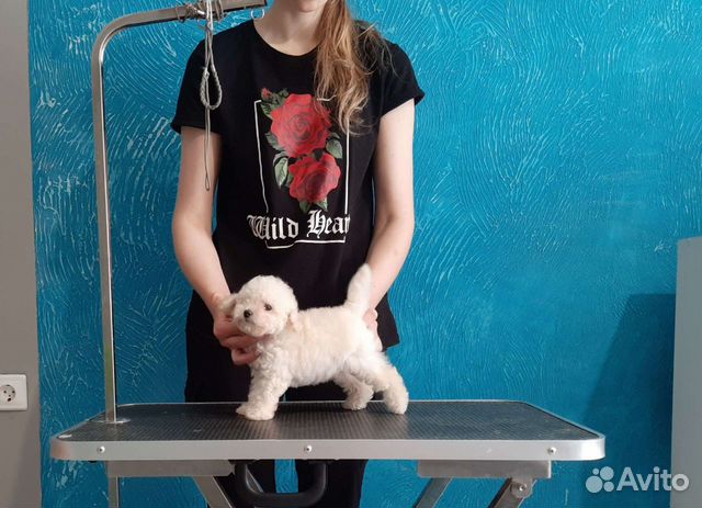 Пудель белый той, тойчик