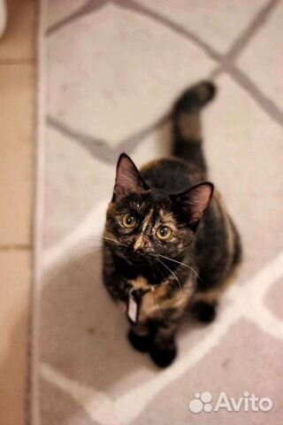 Кошка, которая ловит мышей. Бесплатно