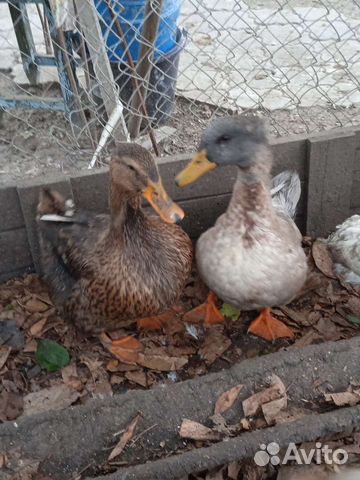 Утки Фаворит