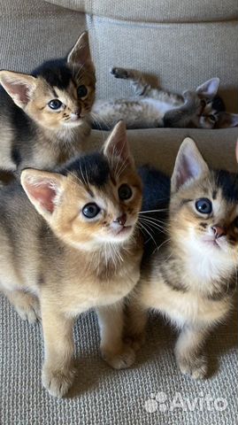 Абиссинские котята