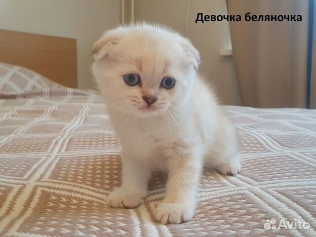 Шотландские вислоухие котята