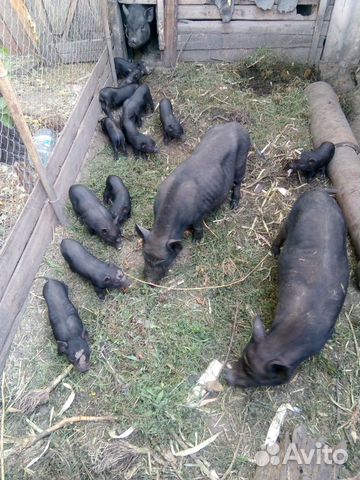 Вьетнамские поросята
