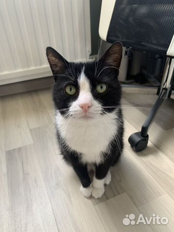 Отдам даром кота