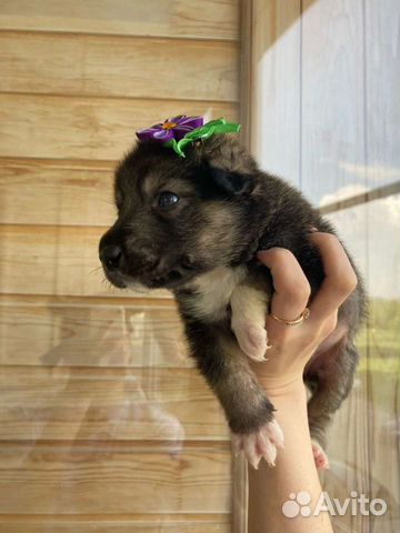 Маленькая красотка щенок 2,5 месяца бесплатно