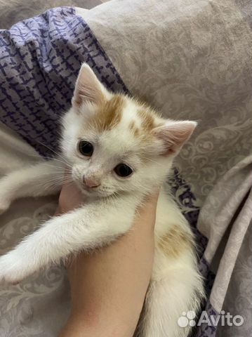 Котенок