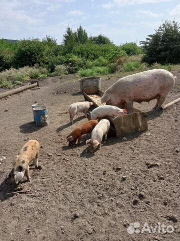 Продаю поросят