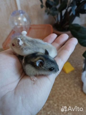 Джунгарский хомяк бесплатно