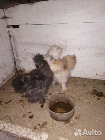 Китайские шелковые куры