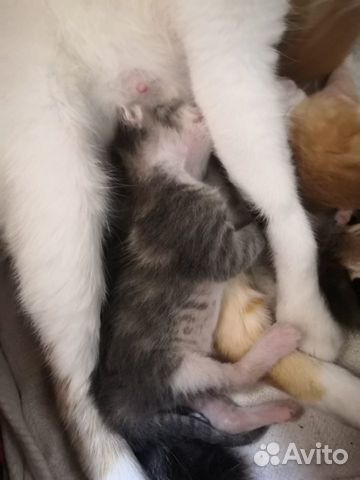 Отдам котят в добрые руки, примерно через месяц