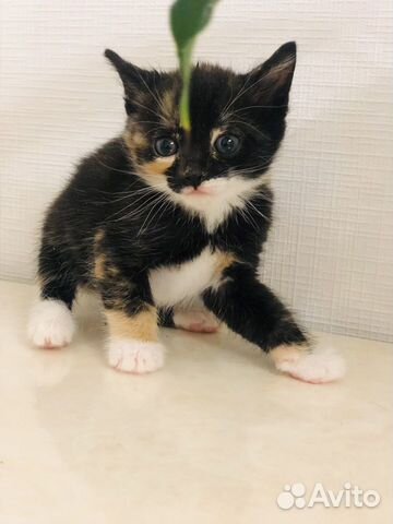 Котенок в добрые руки