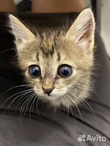 Котенок