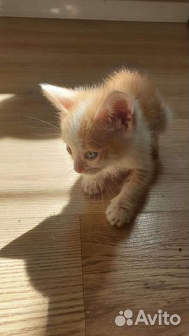 Кошка