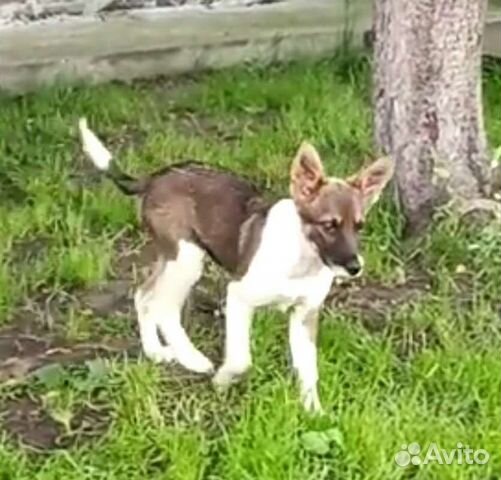 Щеночек- девочка в квартиру