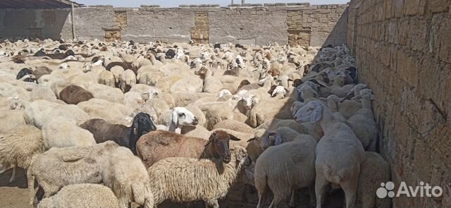 Продаю овец