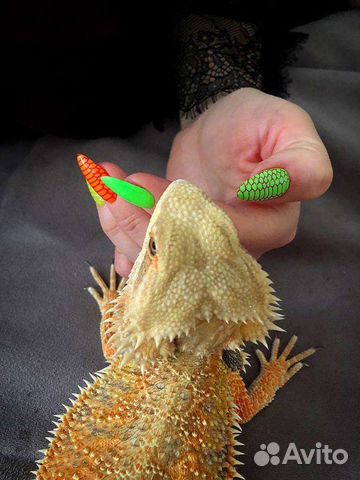 Бородатая агама с террариумом