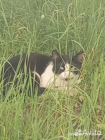 Брошенный котик ищет дом