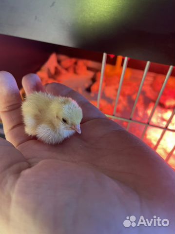 Домашняя перепелочка суточная