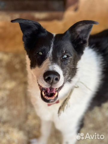 Луша грустит в приюте