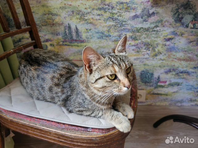 Кошки в добрые руки