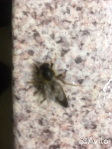 Матки неплодные (карника)