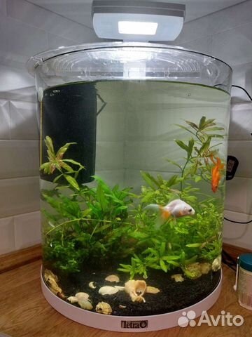 Аквариум