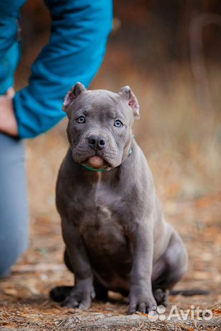 Щенок Булли покет девочка
