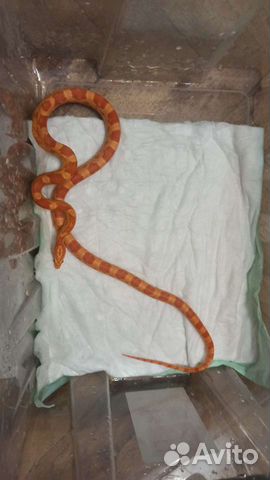 Маисовый полоз. Амеланист