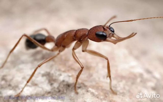 Harpegnathos saltator (Harpegnathos venator)