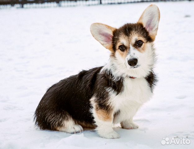 Вельш-корги пемброк щенок девочка