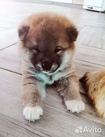 Щенок Сиба Ину от чемпионов