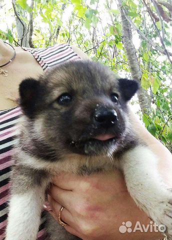 Щенятки в добрые руки