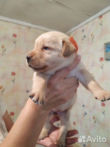 Щенки лабрадора