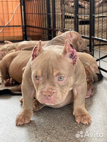 Американский булли покет