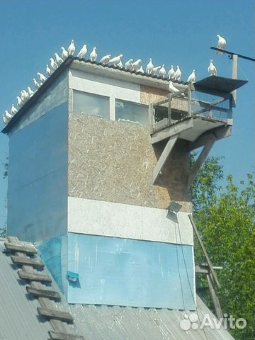 Белоснежные голуби на выпускной