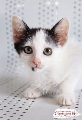 Котеночек ищет родителей