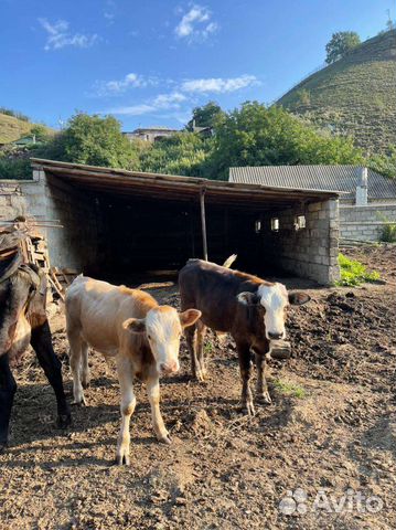 Бычки и быки