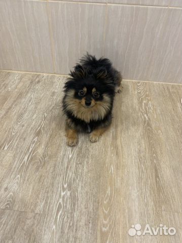 Шпиц вязка девочка