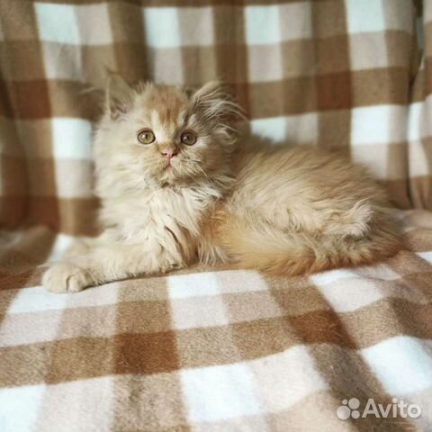 Рыжий британец с документами