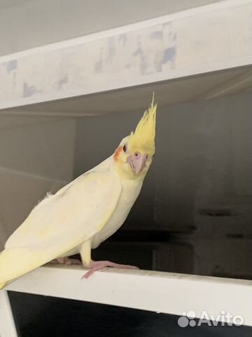 Попугай корелла самка