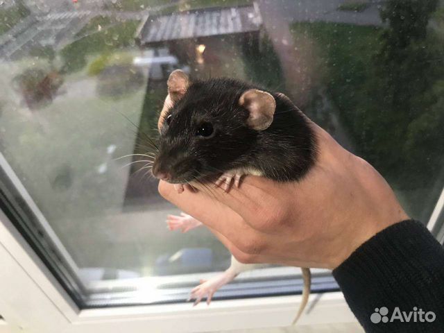 Крыса Дамбо (мальчик 4 месяца)