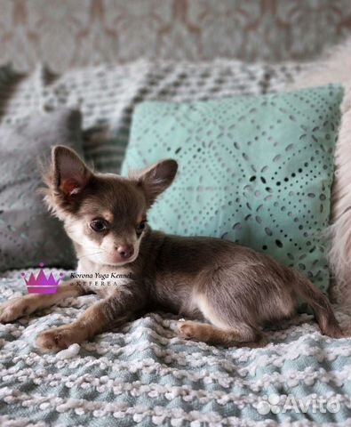Лиловый мальчик чихуахуа